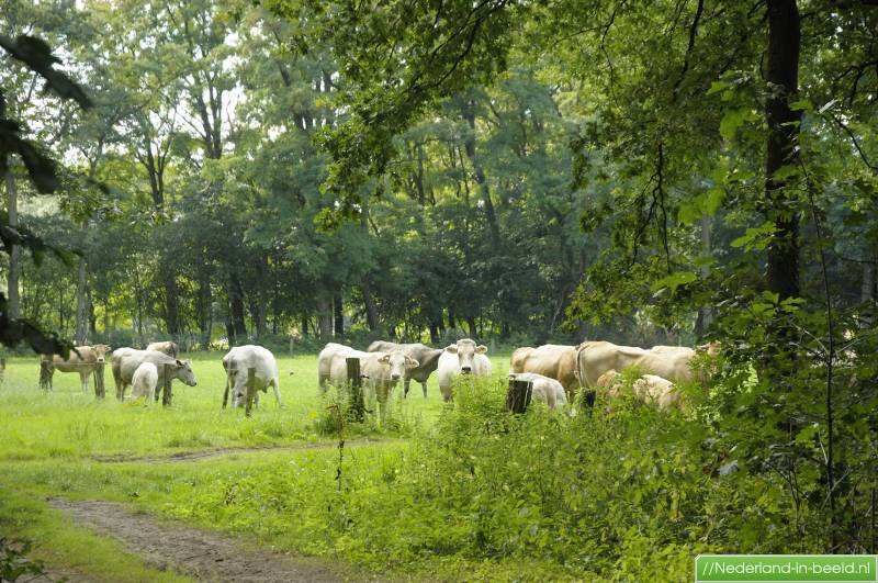 Luchtfoto's Wehl / foto's Wehl | Nederland-in-beeld.nl