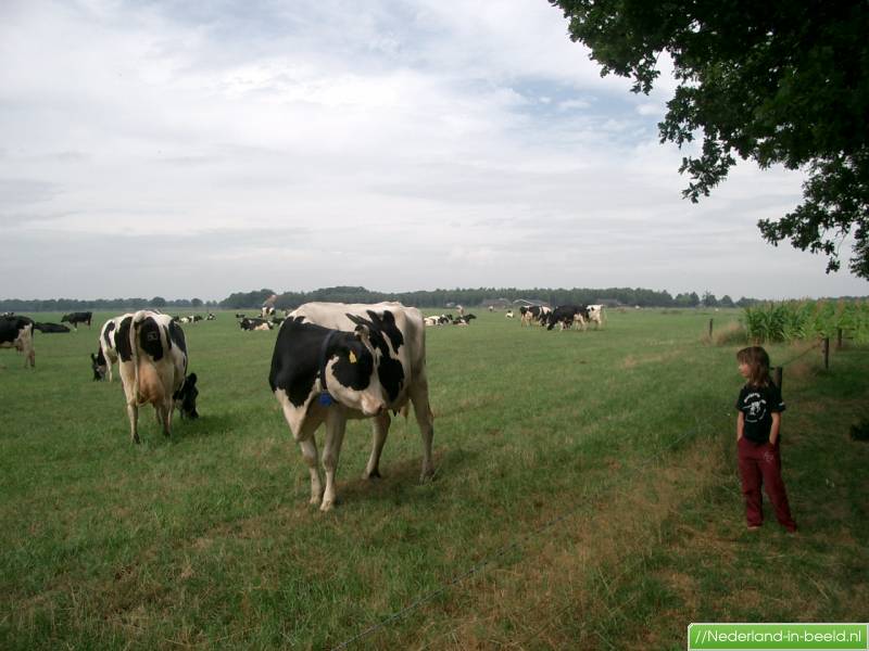 Balkbrug > Weemerveldweg luchtfoto's / foto's | Nederland-in-beeld.nl