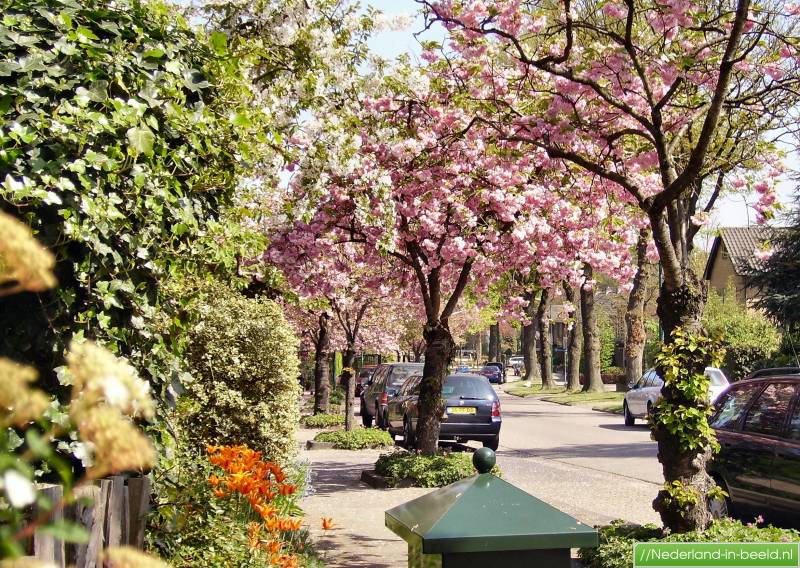 Rhenen > Groeneweg luchtfoto's / foto's | Nederland-in-beeld.nl