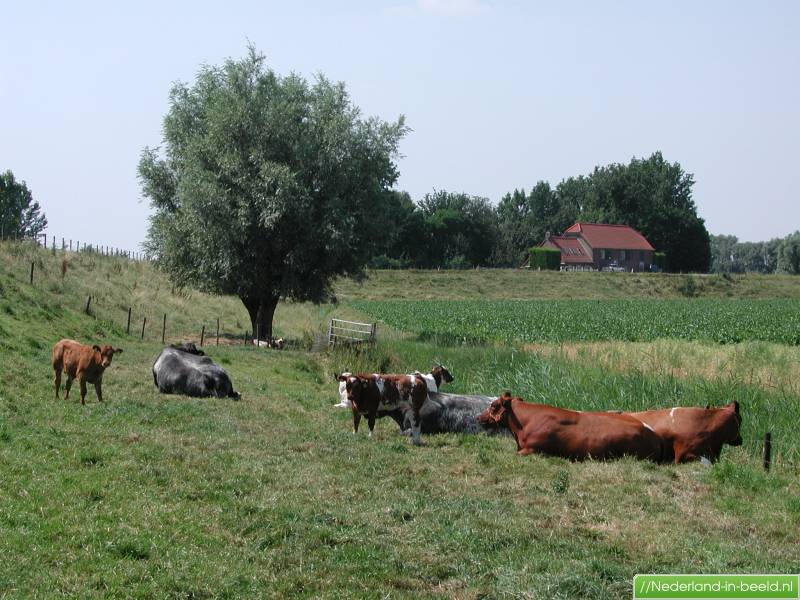 Strijensas > Mariapolder luchtfoto's / foto's | Nederland-in-beeld.nl